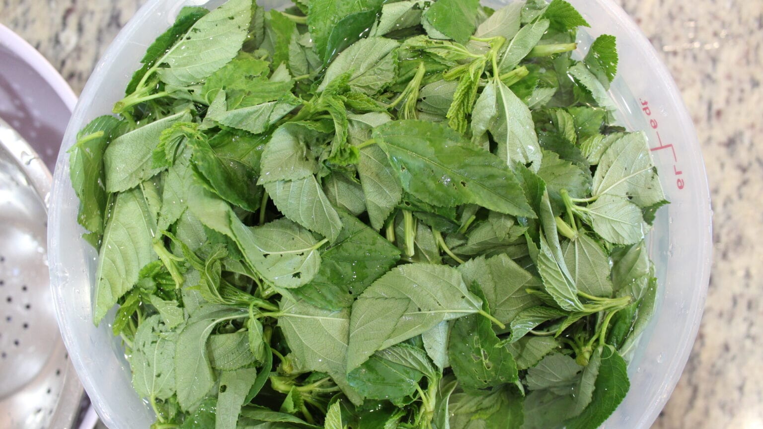 SEED: Ademe/Palava Sauce/Jute/Jew’s Mallow/Malakya seeds - Cuisine228